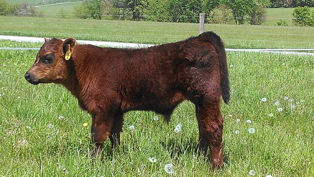 Dickson Simmental Cattle | Simmental Beef Cattle- Performance Bred | Page 2