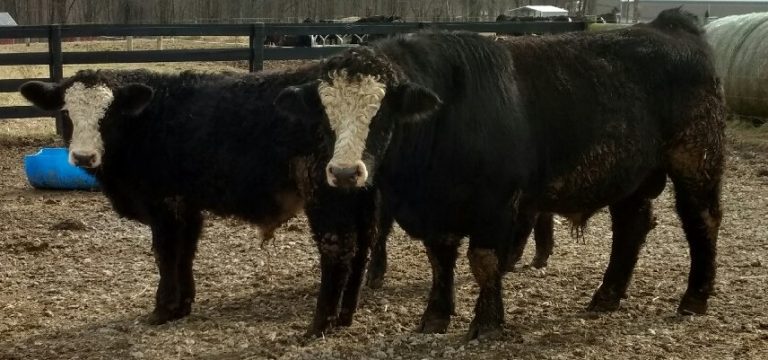 Dickson Simmental Cattle | Simmental Beef Cattle- Performance Bred