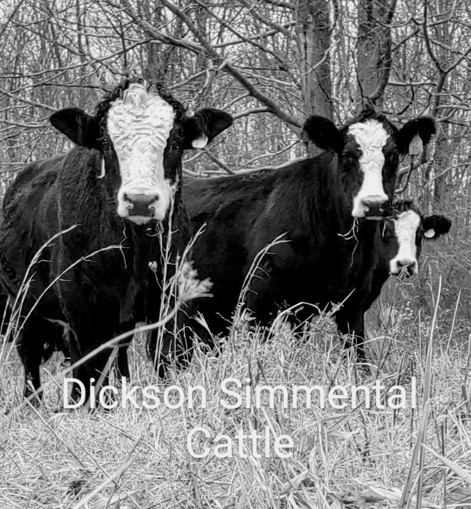 Dickson Simmental Cattle | Simmental Beef Cattle- Performance Bred