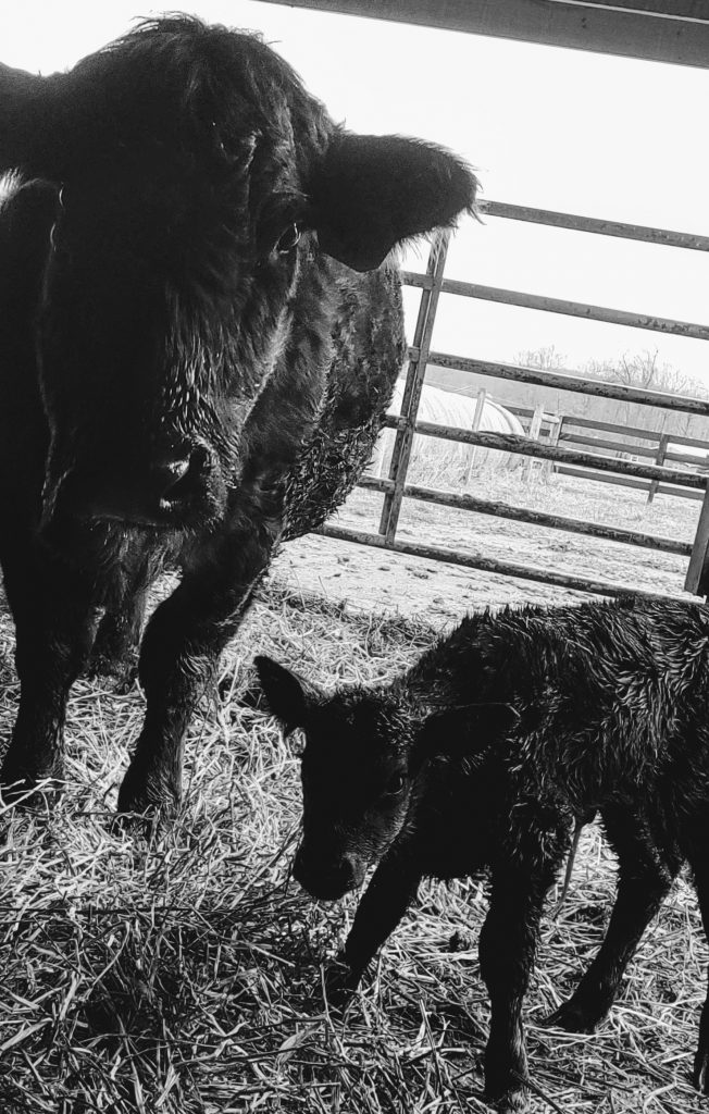 Dickson Simmental Cattle | Simmental Beef Cattle- Performance Bred