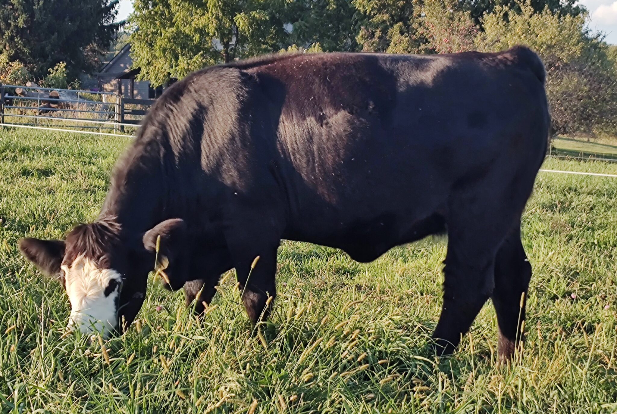 Dickson Simmental Cattle | Simmental Beef Cattle- Performance Bred